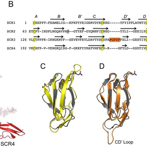 Pdf Structure Of The Extracellular Portion Of Cd46 Provides Insights