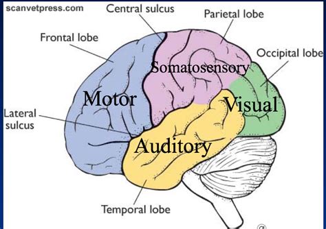 Diagram Of ANSC Pre Midterm Quizlet Diagram Of ANSC Pre Midterm Quizlet