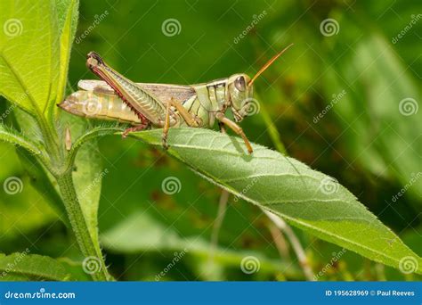 Two Striped Grasshopper Melanoplus Bivittatus Stock Image Image Of