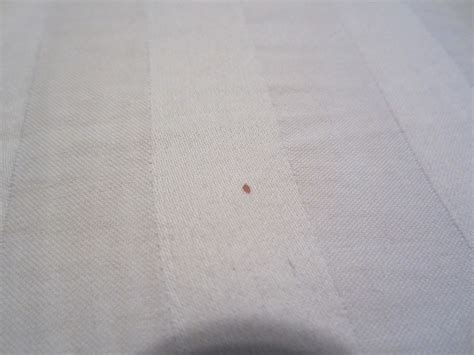 Bed Bug Blood Smears