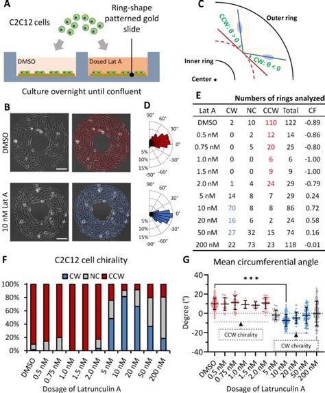 The Reversal Of Myoblast Cell Chirality Under The Latrunculin A