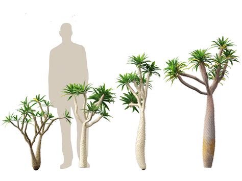 Pachypodium Geayi Madagascar Palm 3d Model By 3dgardenplants