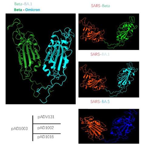 Comparison Of Ai Modeled Molecular Structure Of The Polypeptides Download Scientific Diagram