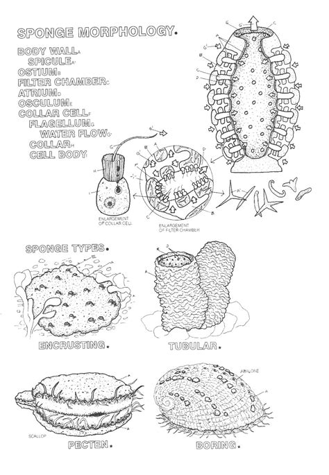 Sponge Anatomy Worksheet Answers Anatomy Worksheets
