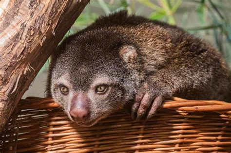 Cute Wild Bear Cuscus Aulirops Ursinus Arboreal Small Cute Rare