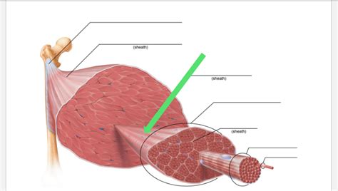 Lab Pract 3 Diagram Quizlet