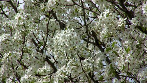Shrubs And Trees With White Flowers In The Park Movement Inside The Bush And A Tree With