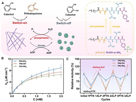 天津大学angew Chem ：多肽超分子动态仿酶用于神经递质的智能检测 X Mol资讯