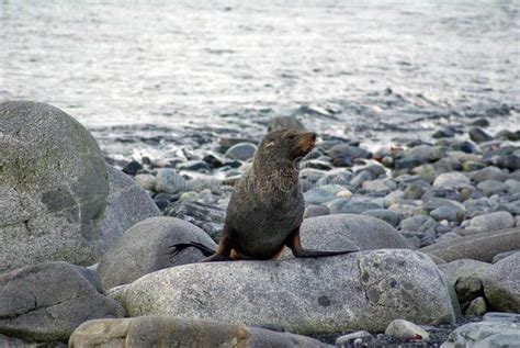 Fur Seal On A Rock On The Beach Stock Image Image Of Beach South