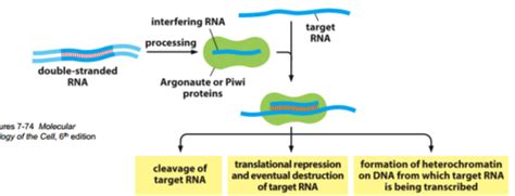 Final Dii Regulatory RNAs Flashcards Quizlet