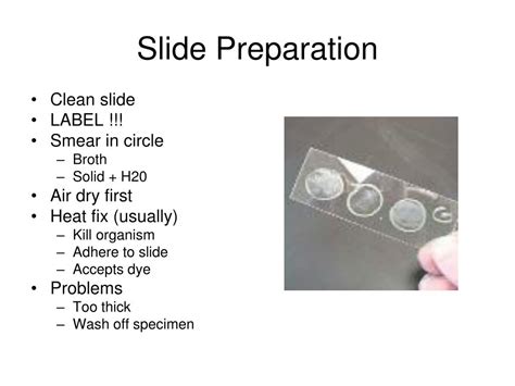 Ppt Bacterial Staining Powerpoint Presentation Free Download Id 502480