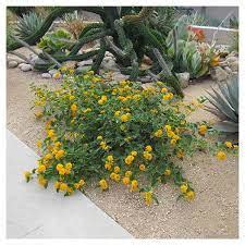 Lantana X New Gold Kiefer Nursery Trees Shrubs Perennials