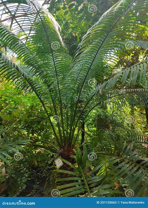 Cycas Tree Or Japanese Sago Palm Foliage Close Up Photo Of Green