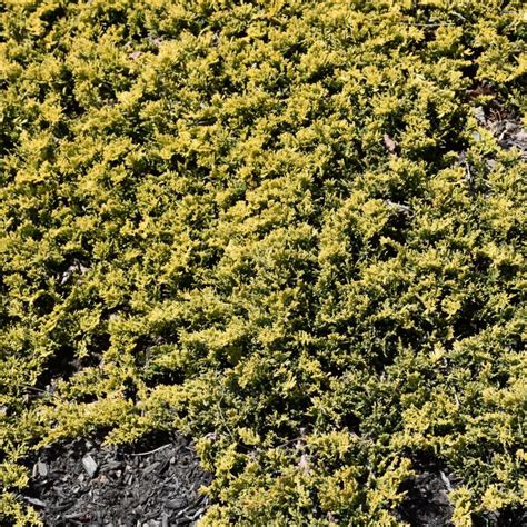 Juniper Mother Lode Knippel Garden Centre