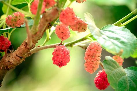 Young Red Mulberry Fruit On Tree Stock Image Image Of Morus Fresh