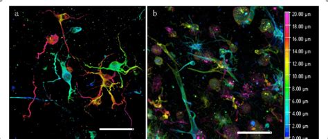 Astrocytes And Neurons