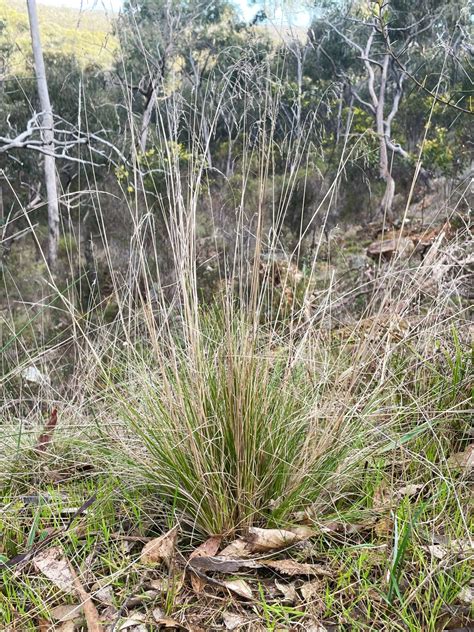 Grey Tussock Grass Plant Selector
