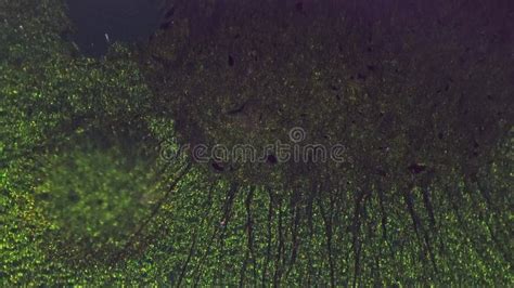 Spinal Cord In Transversal Section Magnified Under Microscope In 100 Times Filmed With Cross