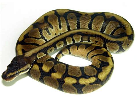 Morph List World Of Ball Pythons