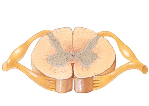 Diagram Of Transverse Section Of Spinal Cord Quizlet