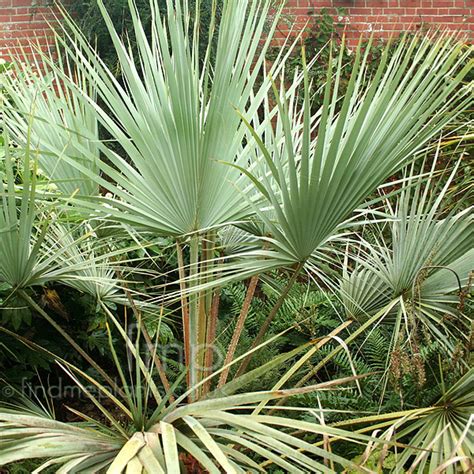 Brahea Armata Blue Hesper Palm Brahea Information Pictures