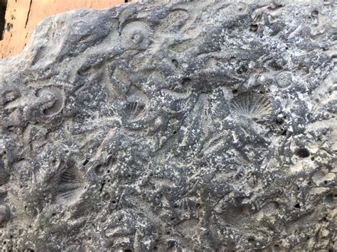 Help Id Shell Imprints Ny Fossil Id The Fossil Forum