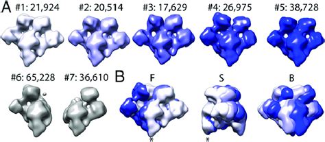 Focused 3d Classification Of The Tfrtf Cryo Em Density A The 7 3d