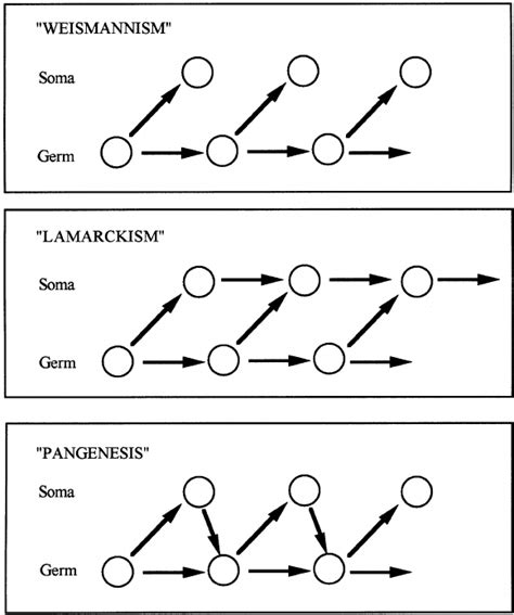 Three Hypothesized Causal Structures For Inheritance The Names Are In