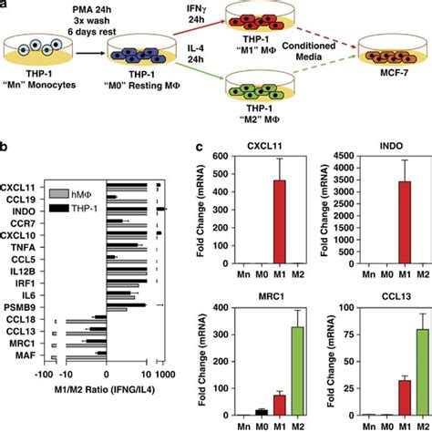 Macrophage Elicited Loss Of Estrogen Receptor α In Breast Cancer Cells