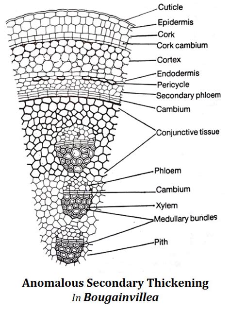Morphological And Anatomical Adaptations Of Hydrophytes Artofit