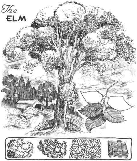 Elm Tree Drawing At PaintingValley Com Explore Collection Of Elm Tree Drawing