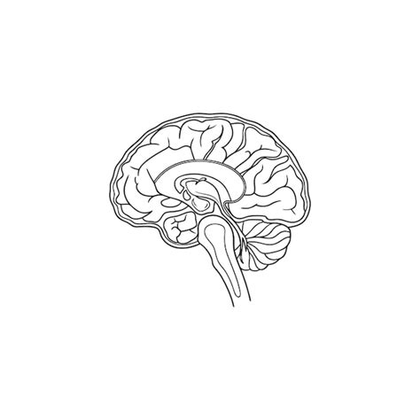 Blank Brain Diagram Blank Outline Of The Human Brain