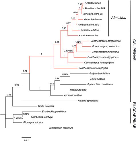 Majority Rule Consensus Tree Estimated Using Bayesian Inference Download Scientific Diagram