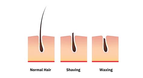 Waxing Vs Shaving Which Is Better Bovem®