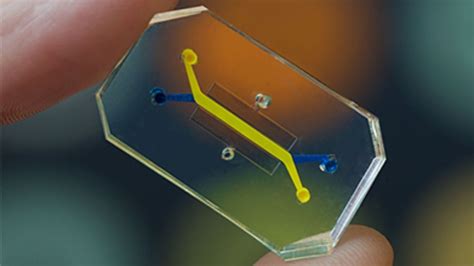 Scientists Invent St Vagina On A Chip Live Science