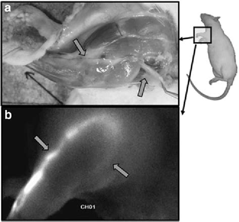 Figure 1 From Anatomical Effects Of Axillary Nodes Dissection On Rat
