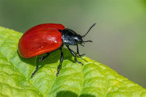 Poplar Leaf Beetle Insect Free Photo On Pixabay Pixabay