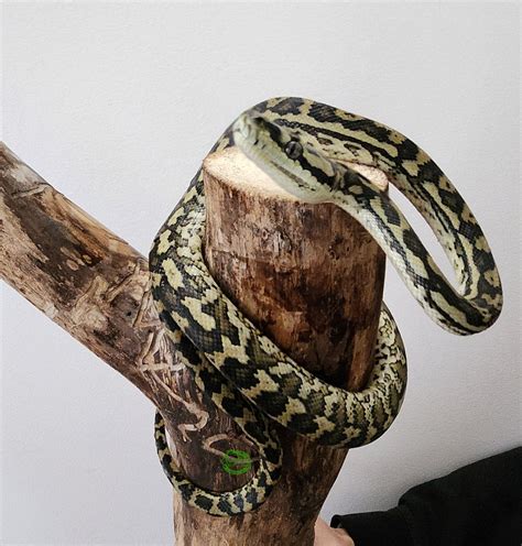 Carpet Python Mixed Locality Fraser Reptiles