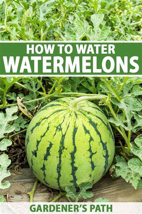 How To Water Watermelon Plants For Delicious Fruit