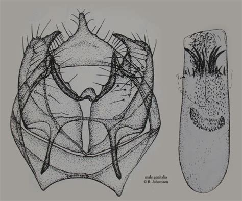 Lepidoptera Insecta Lepidoptera