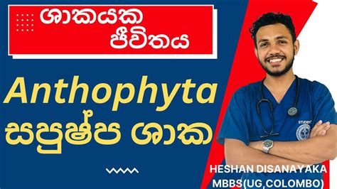 Anthophyta Life Cycle සපුෂ්ප ශාකයක ජීවන චක්‍රය Youtube