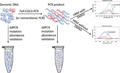 Work Flow Chart Mutation Containing Genomic Dna Is Amplified By Download Scientific Diagram