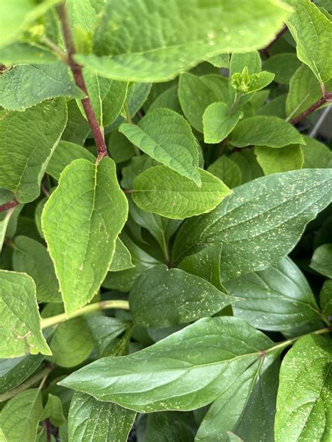 Leaf Problems Rcutflowers