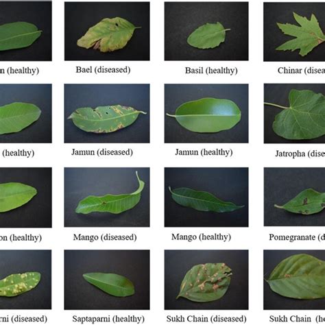 5‐fold Cross‐validation Procedure Download Scientific Diagram