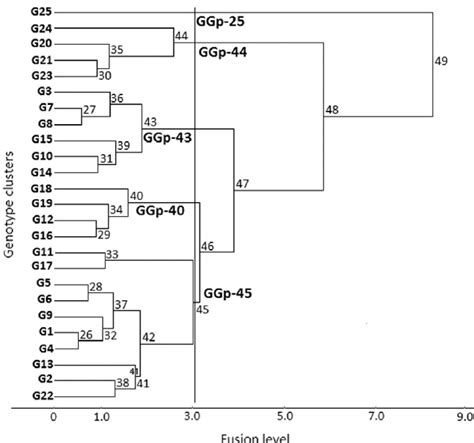genotype dendrogram showing hierarchical classification of 25
