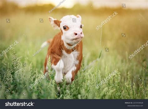 Cute Cow Calf