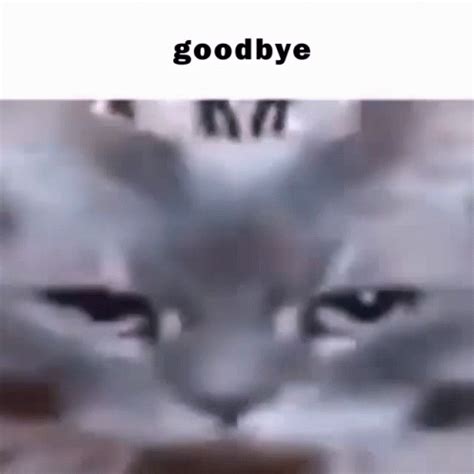 Goodbye Cat Meme