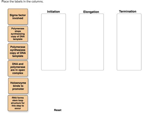 Solved Place The Labels In The Columns Initiation Elongation