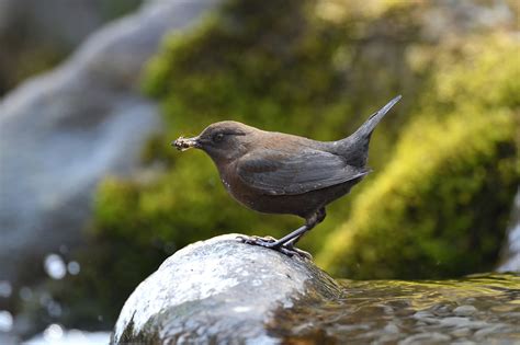 새의 특징과 종류