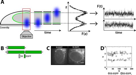 ffs and brightness analysis in the ne a identification of the dorsal